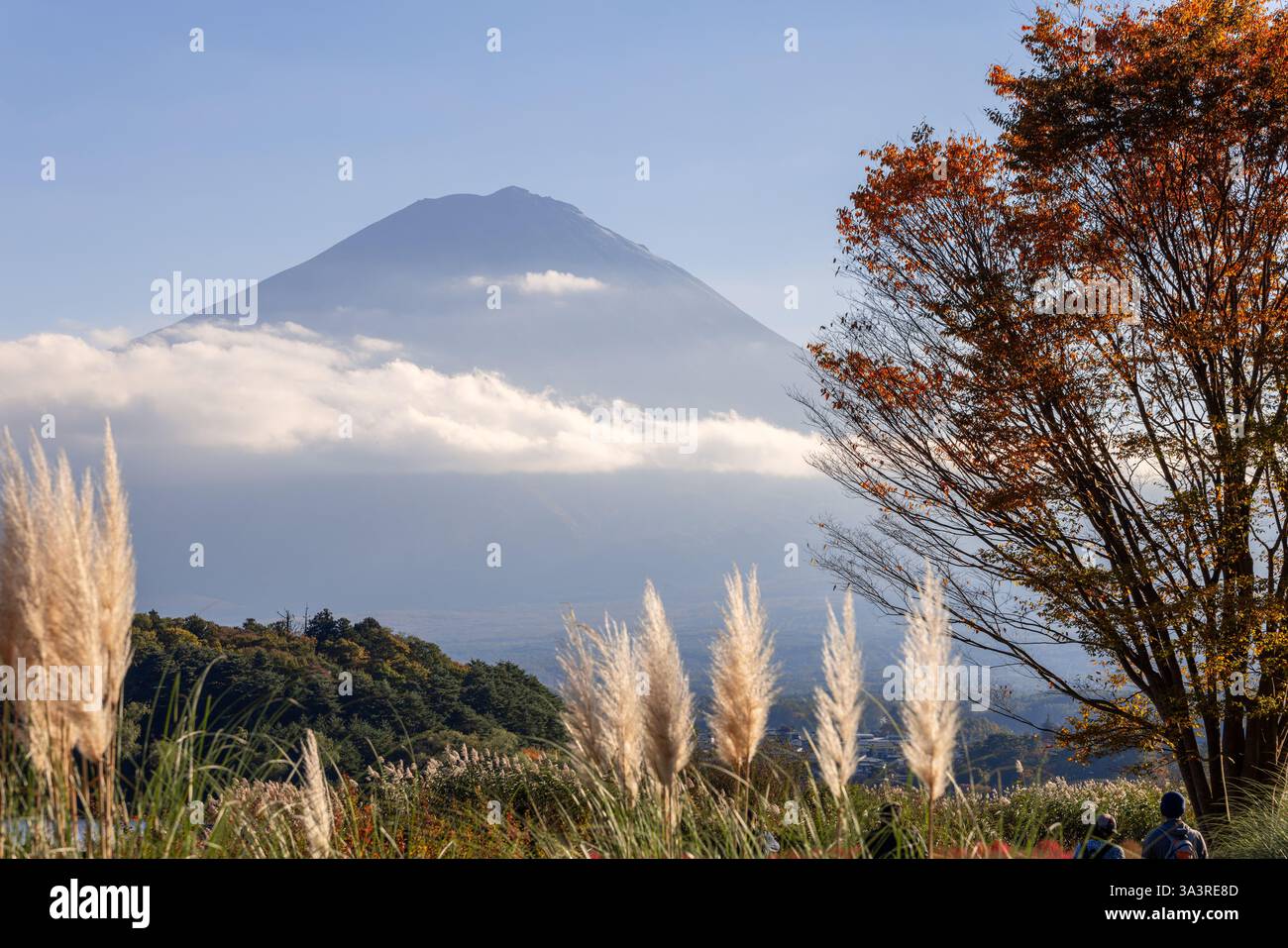 Mount Fuji rises above misty clouds with pampas grass and a golden ...