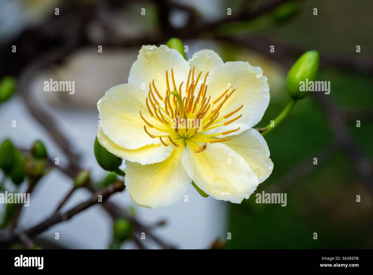 Yellow Mai Flower, Vietnamese Mickey Mouse plant, or Ochna integerrima ...