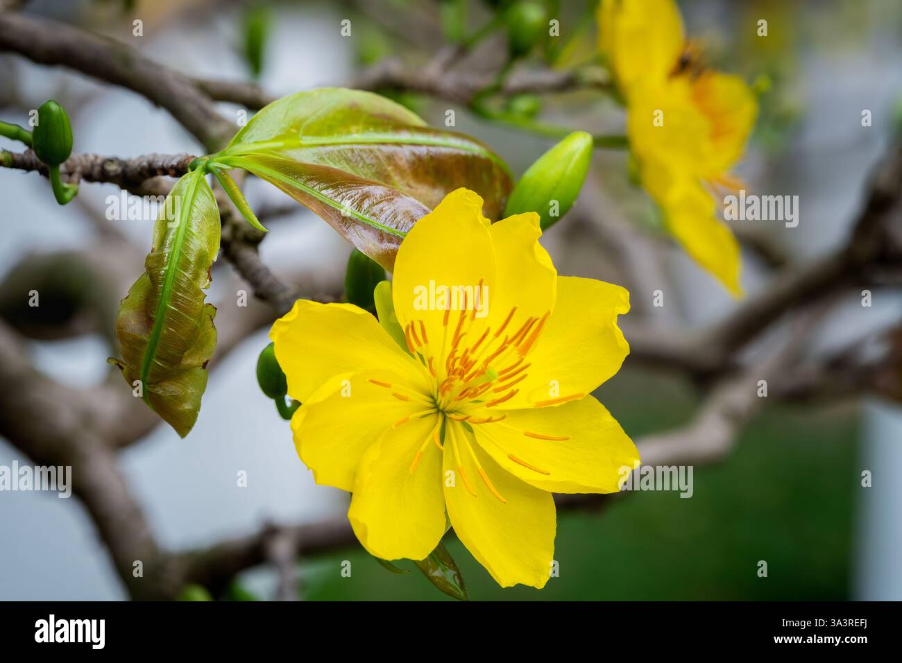 Yellow Mai Flower, Vietnamese Mickey Mouse plant, or Ochna integerrima ...