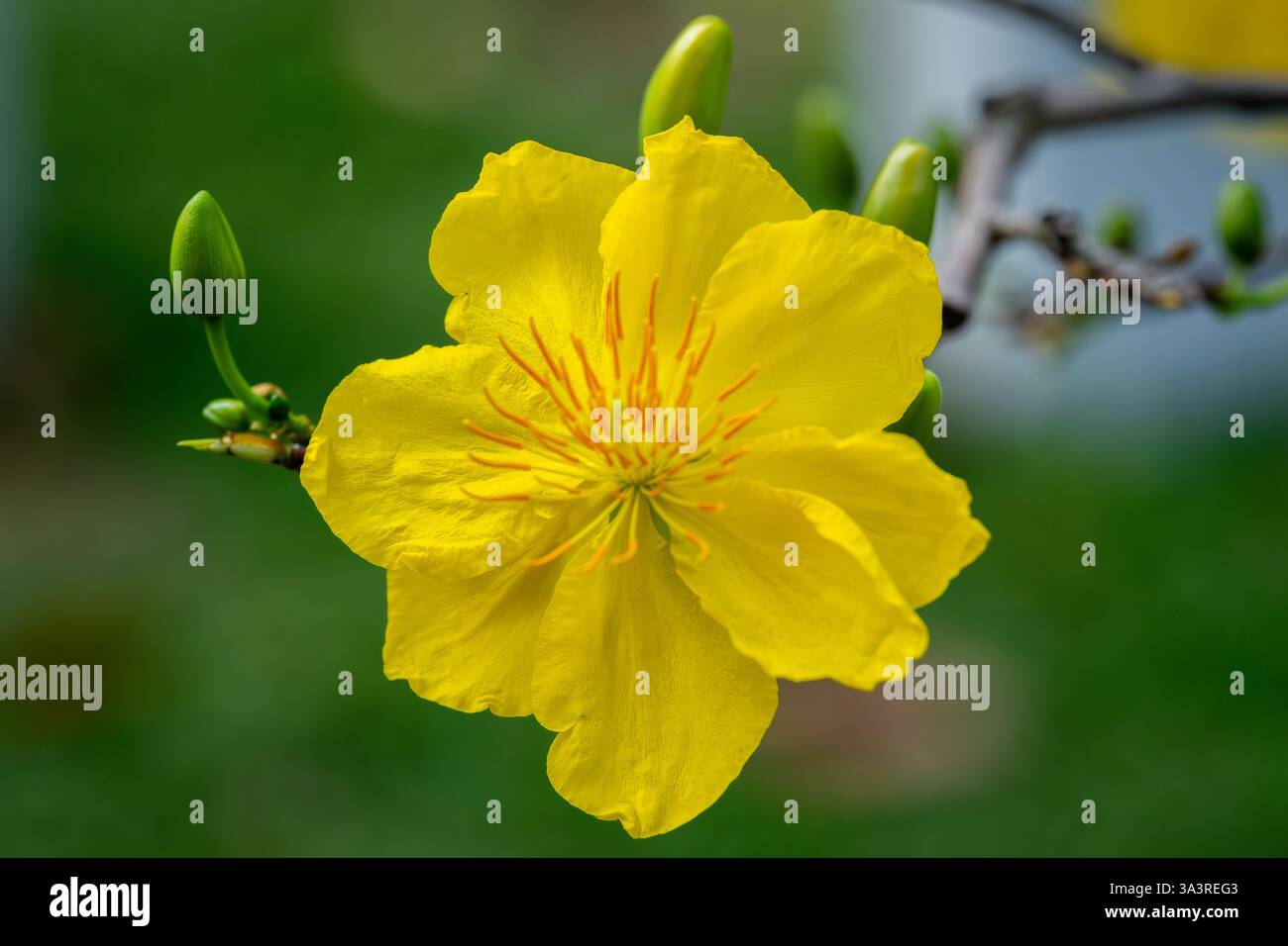 Yellow Mai Flower, Vietnamese Mickey Mouse plant, or Ochna integerrima ...