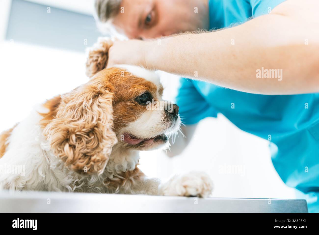 Veterinary doctor performing a dog ears exam, a diagnostic method using ...