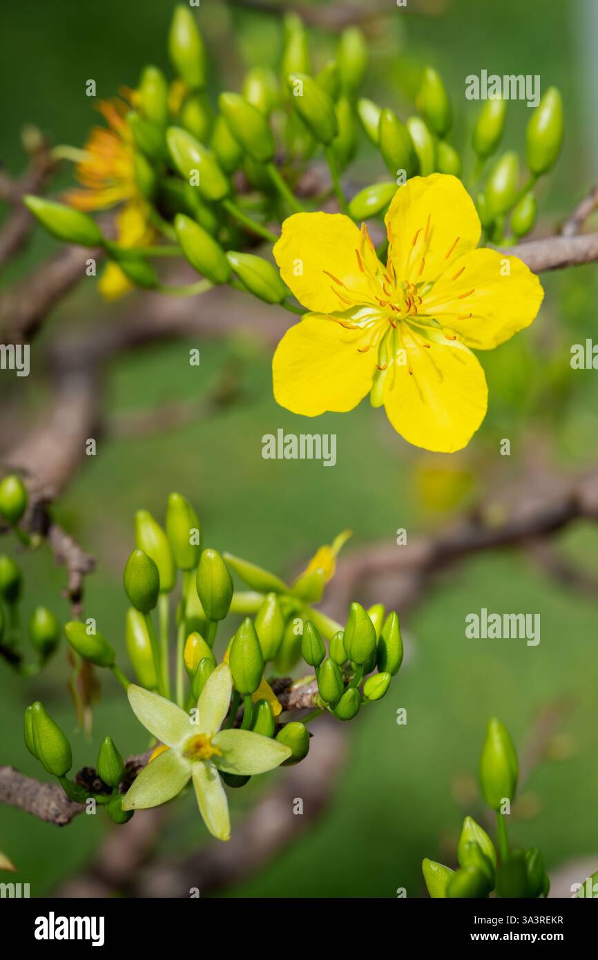 Yellow Mai Flower, Vietnamese Mickey Mouse plant, or Ochna integerrima ...