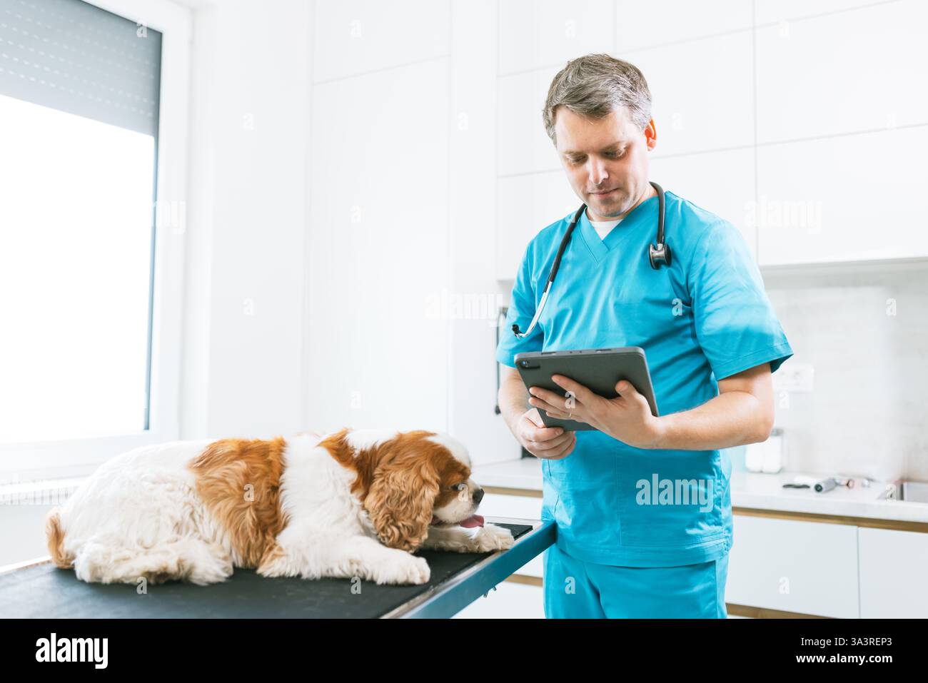 Veterinarian looking at lab results and the medical chart of his ...