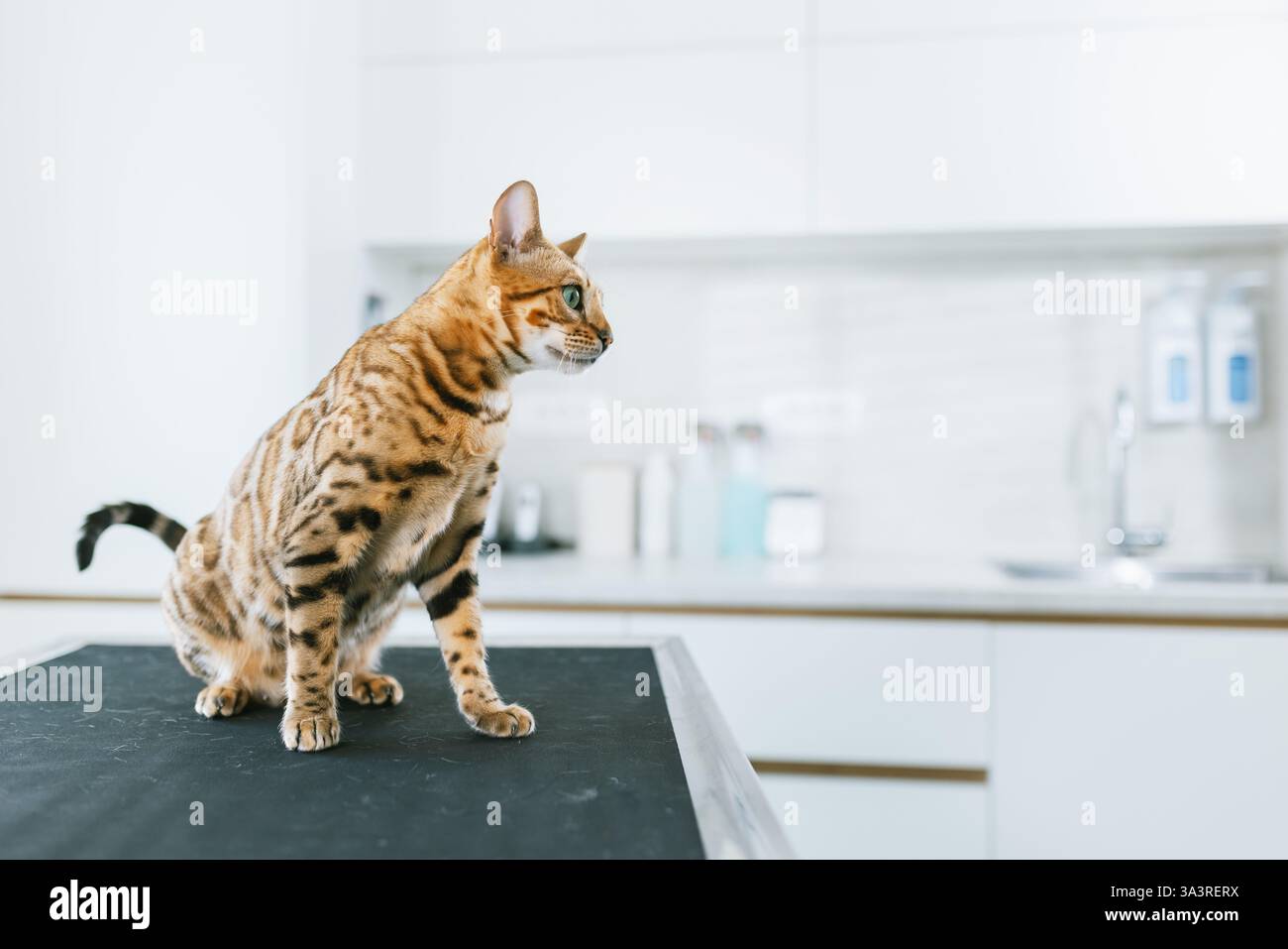 Animal cat care pet hi-res stock photography and images - Alamy