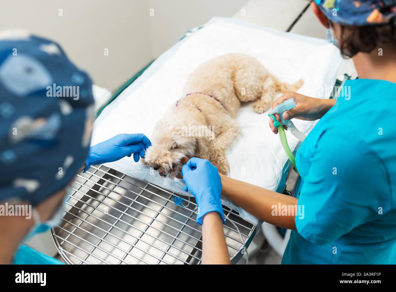 Veterinary medical professionals, a veterinarian, and technician ...