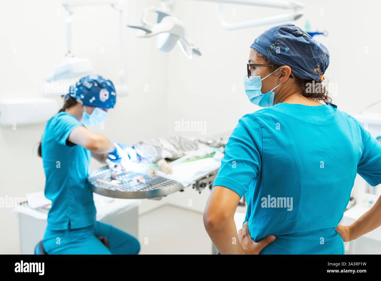 Dog under general anesthesia lying on the veterinary operation table ...