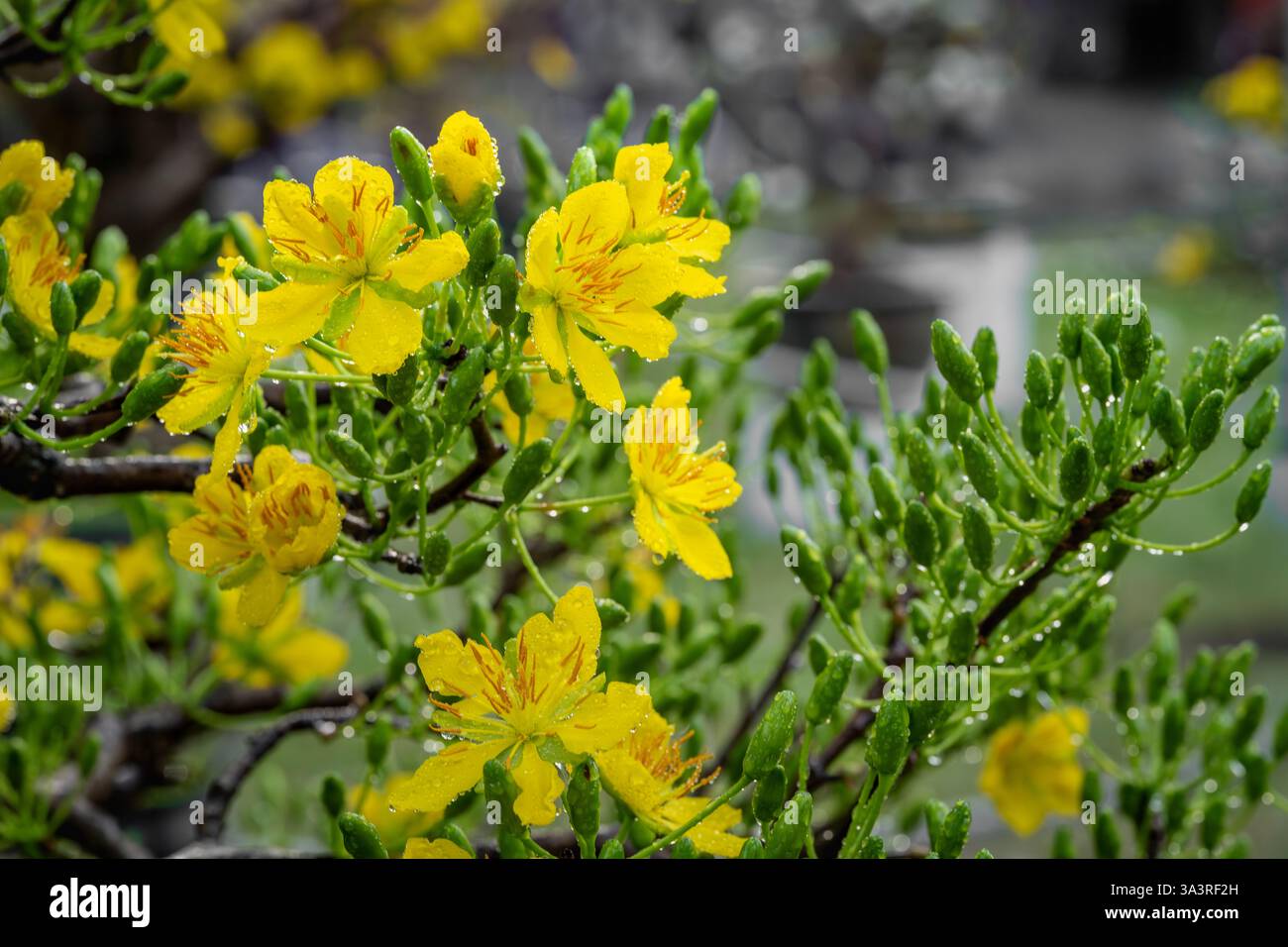 Yellow Mai Flower, Vietnamese Mickey Mouse plant, or Ochna integerrima ...