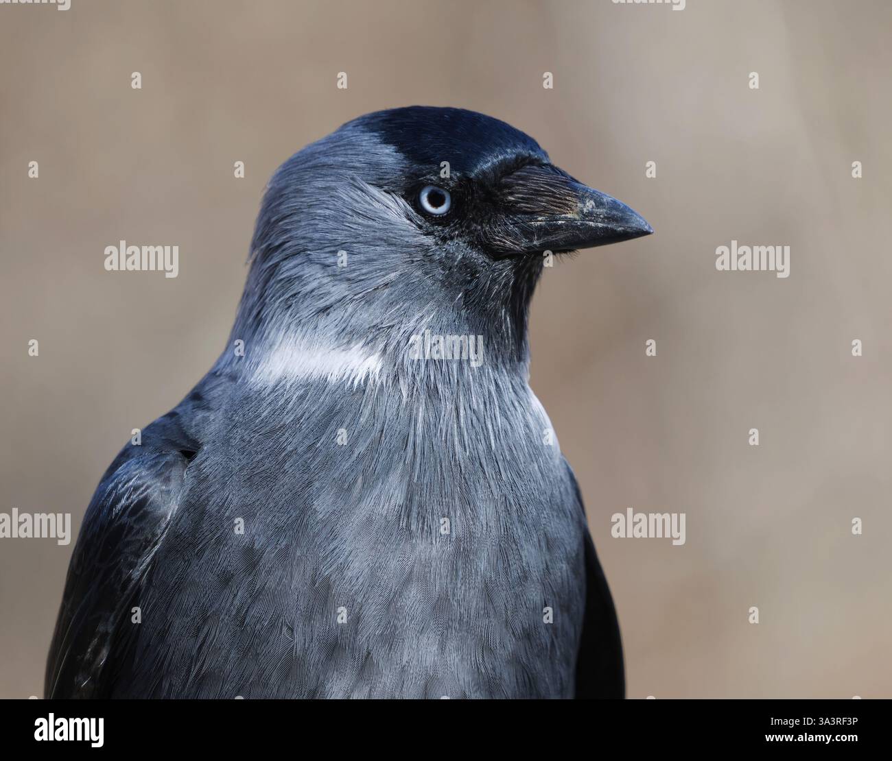 Western jackdaw (Coloeus monedula) close up in spring Stock Photo - Alamy