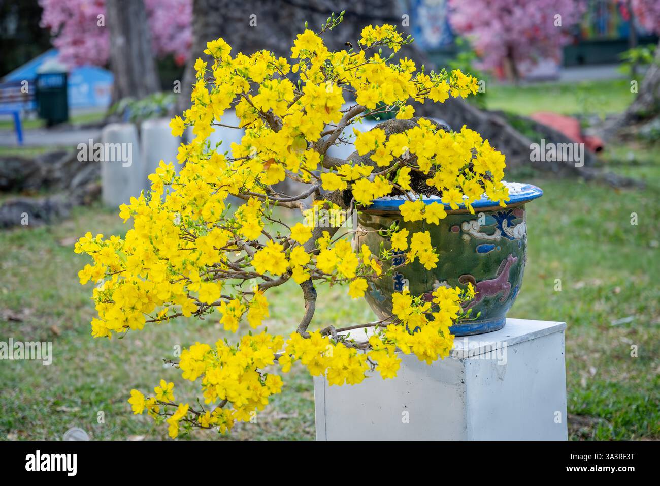 Yellow Mai Flower, Vietnamese Mickey Mouse plant, or Ochna integerrima ...