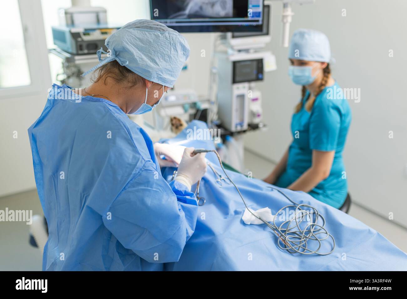 Two veterinary professionals preparing dog on the operating table for ...