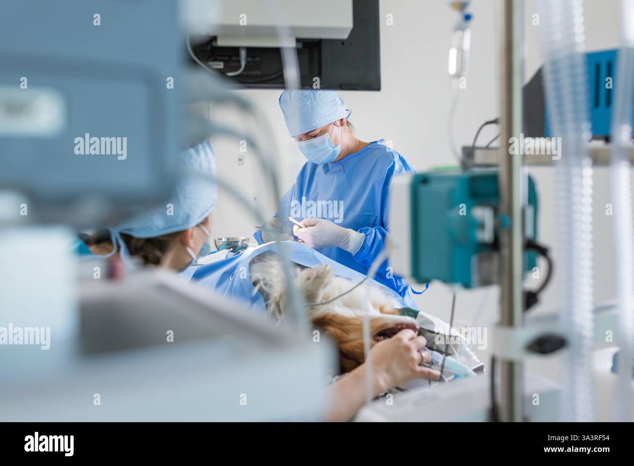 Female veterinary surgeon suturing the wound after dog cancerous tumor ...