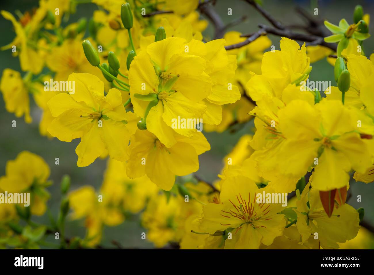 Yellow Mai Flower, Vietnamese Mickey Mouse plant, or Ochna integerrima ...