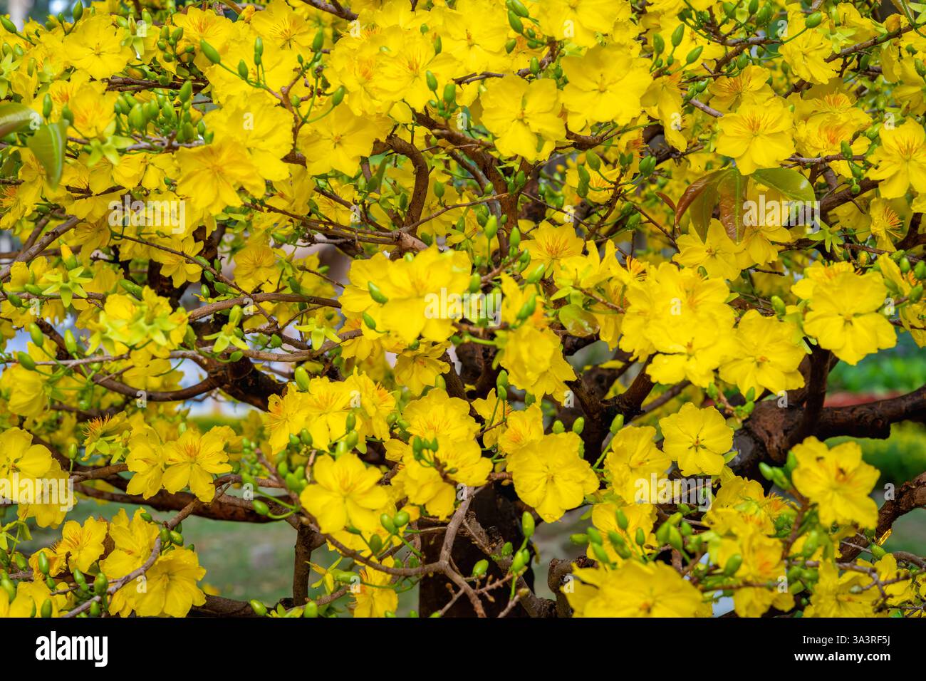 Yellow Mai Flower, Vietnamese Mickey Mouse plant, or Ochna integerrima ...