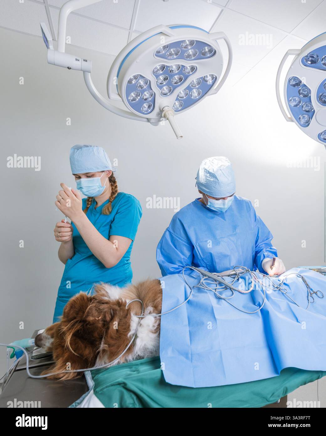 Female vet stitching the dog under anesthesia after operating procedure in an animal clinic ...