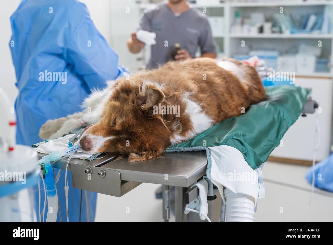 Vet surgeon and anesthetist prepare a dog on the operating table for a ...