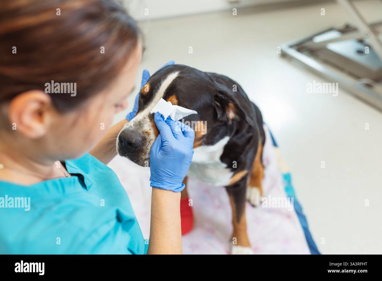Female veterinarian examining and treat injured dog paw at vet clinic ...
