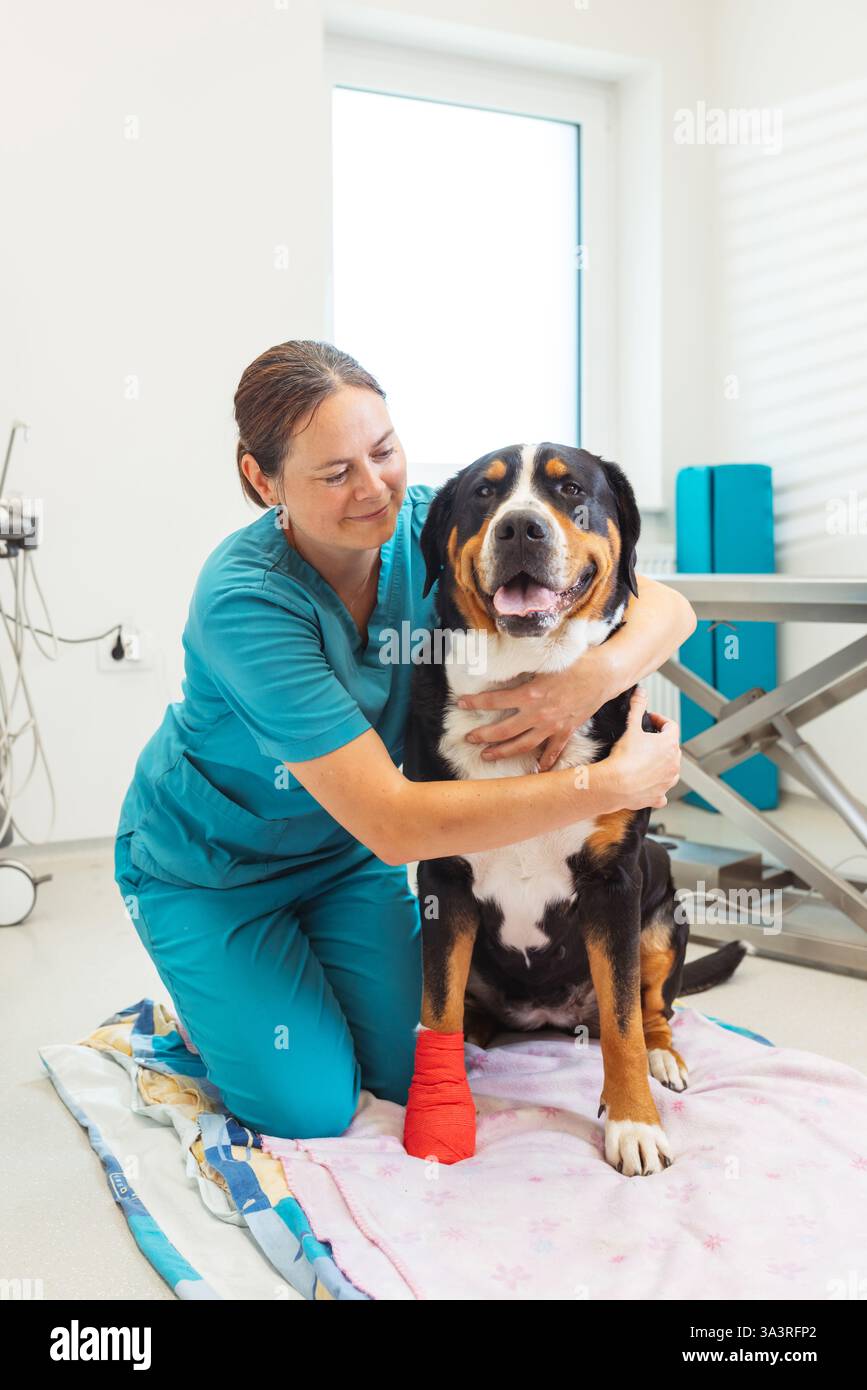 Portrait of veterinarian in scrubs examines a large dog with a red ...
