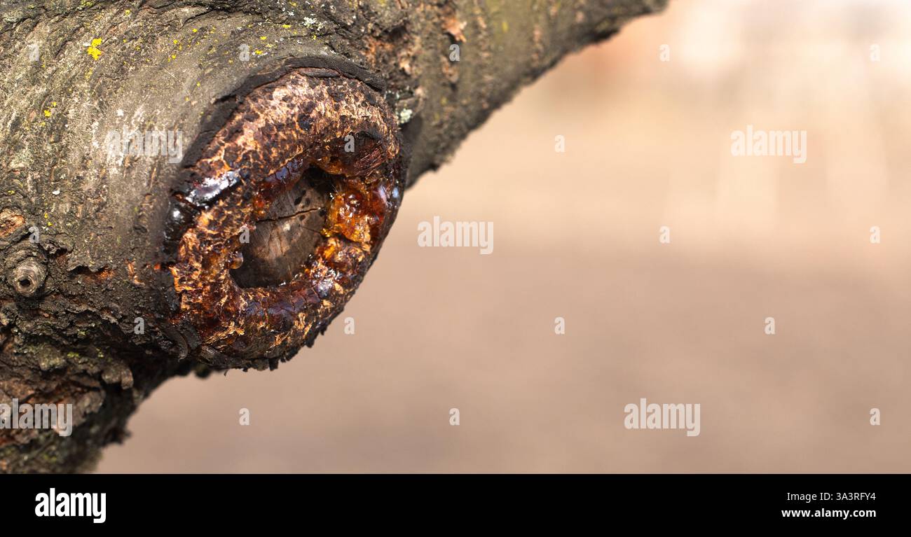 Close up of amber resin dripping from a damaged tree branch, showcasing ...