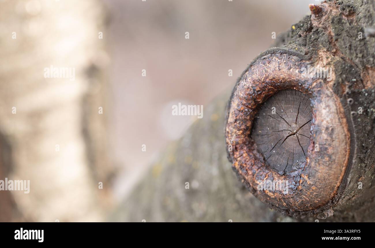 Tree branch displaying successful healing after pruning, highlighting ...