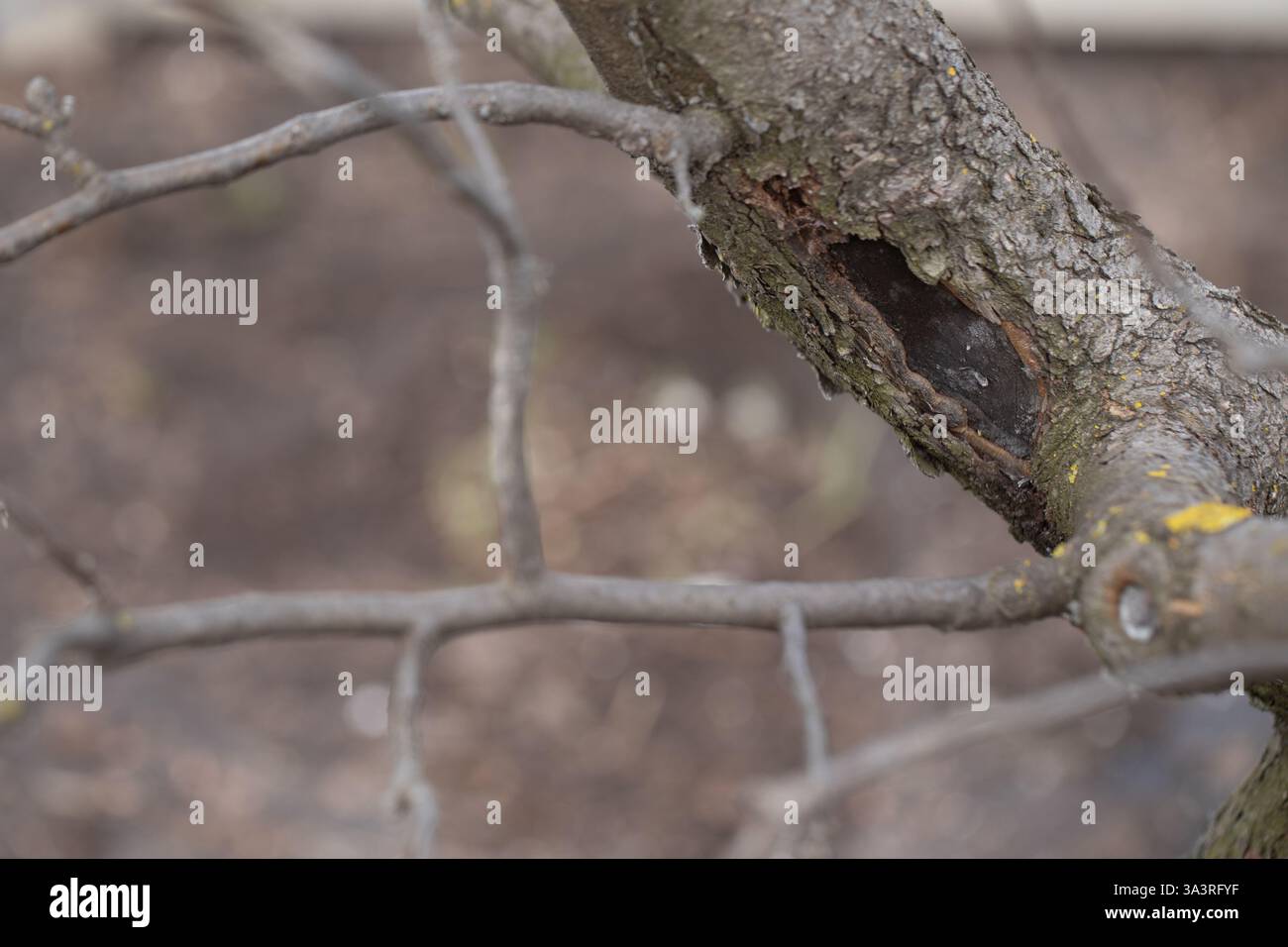 Close up of a damaged apple tree branch showing signs of black canker ...