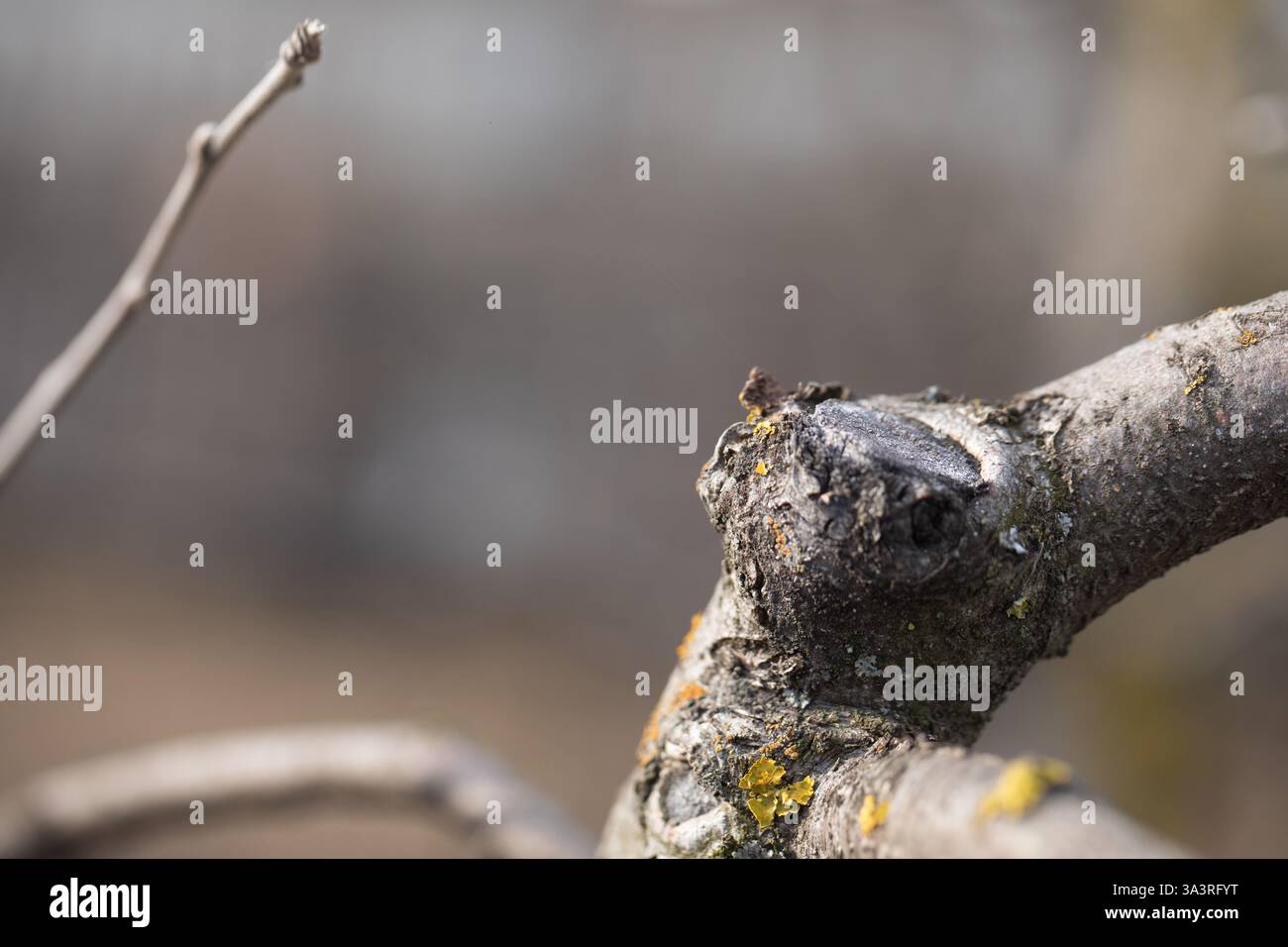 Close up of a damaged apple tree branch showing signs of black canker ...