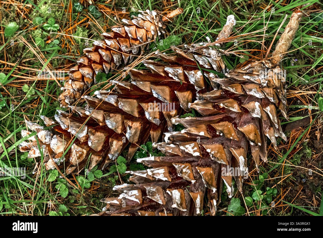 Three large fir cones lying on the ground Stock Photo - Alamy