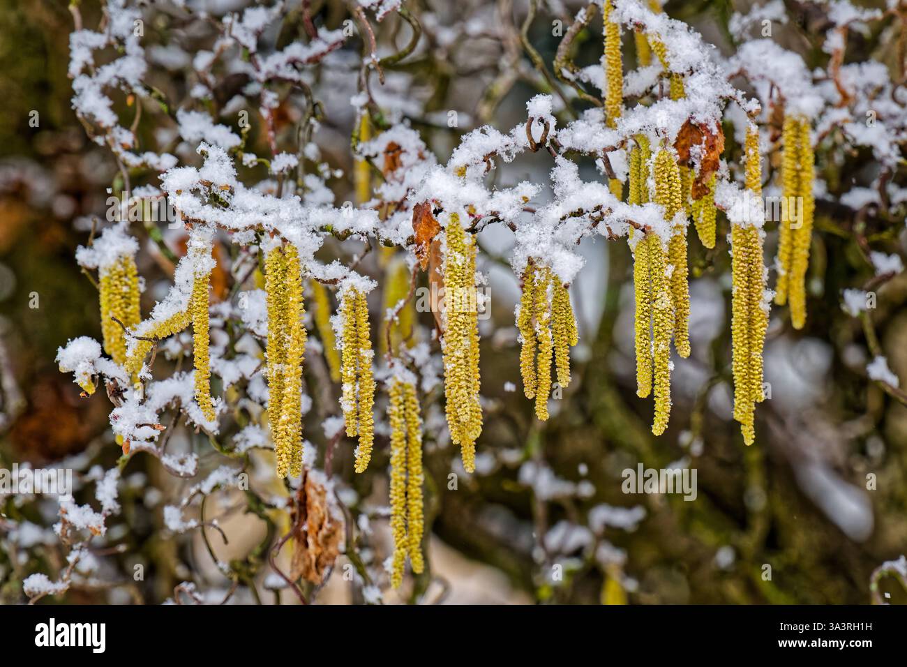 Der Winter ist zurück. Schnee bedeckt die Äste einer blühenden ...