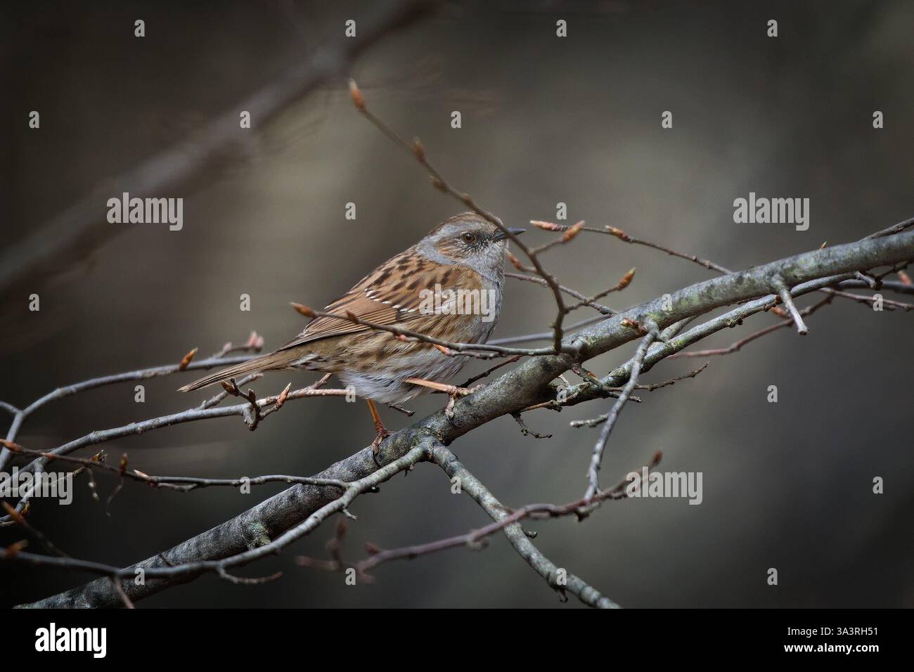 Prunella modularis aka dunnock hidden in the tree. Common passerine ...