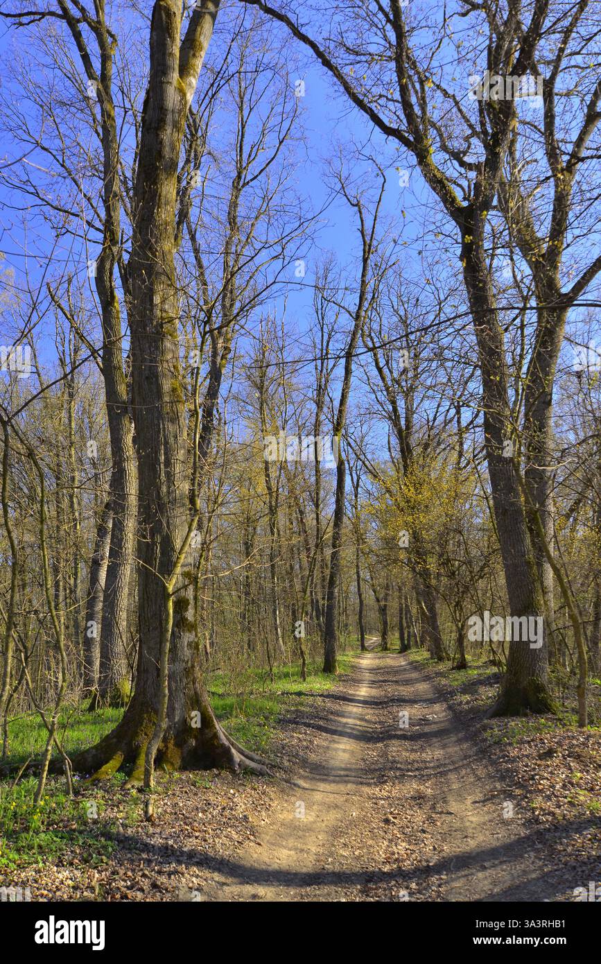 Path among beech trees that are beginning to show the first touches of ...