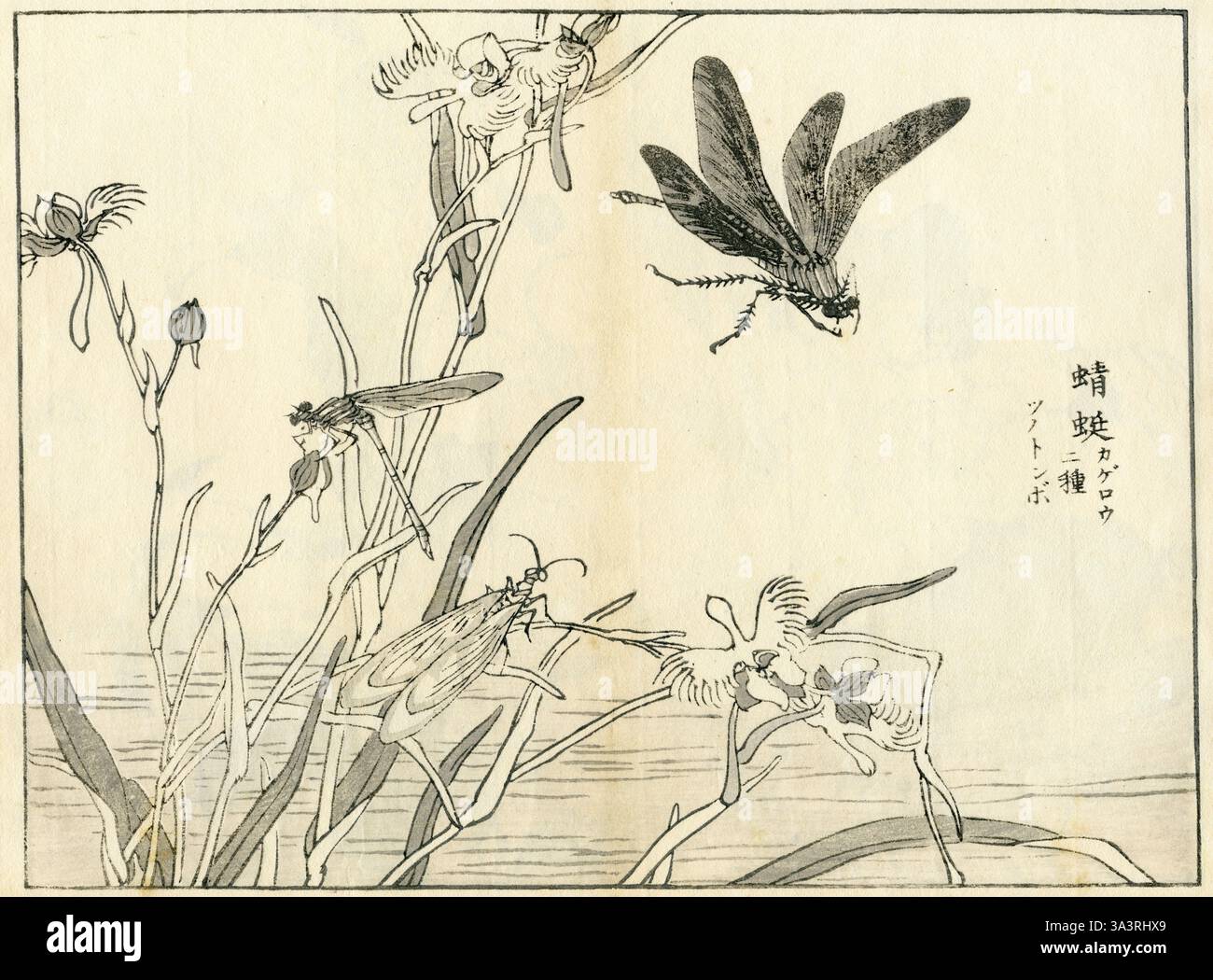 Dragonfly and Green lacewings and Damselflies ( Anisoptera ...