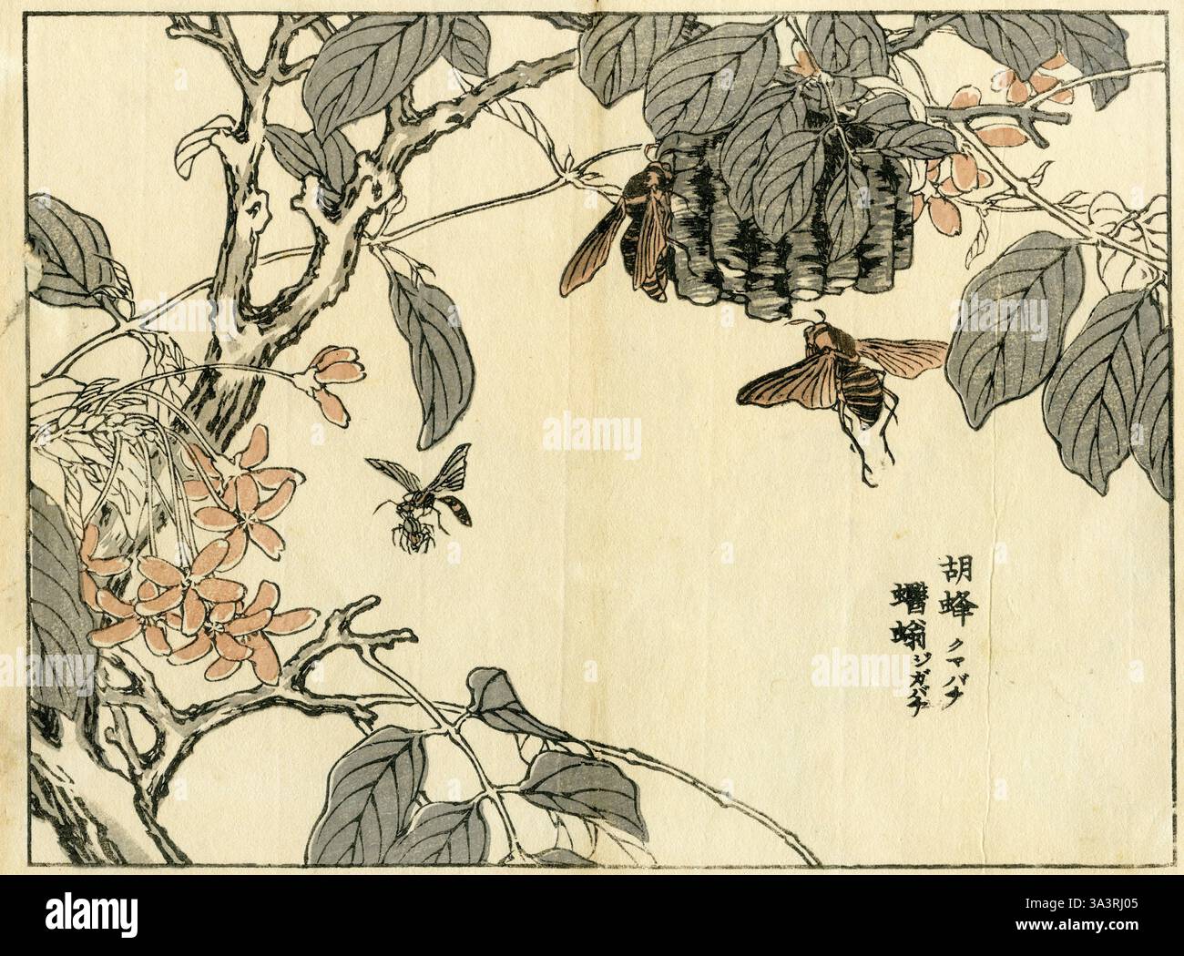 Asian giant hornet and Red-banded sand wasp ( Vespa mandarinia ...