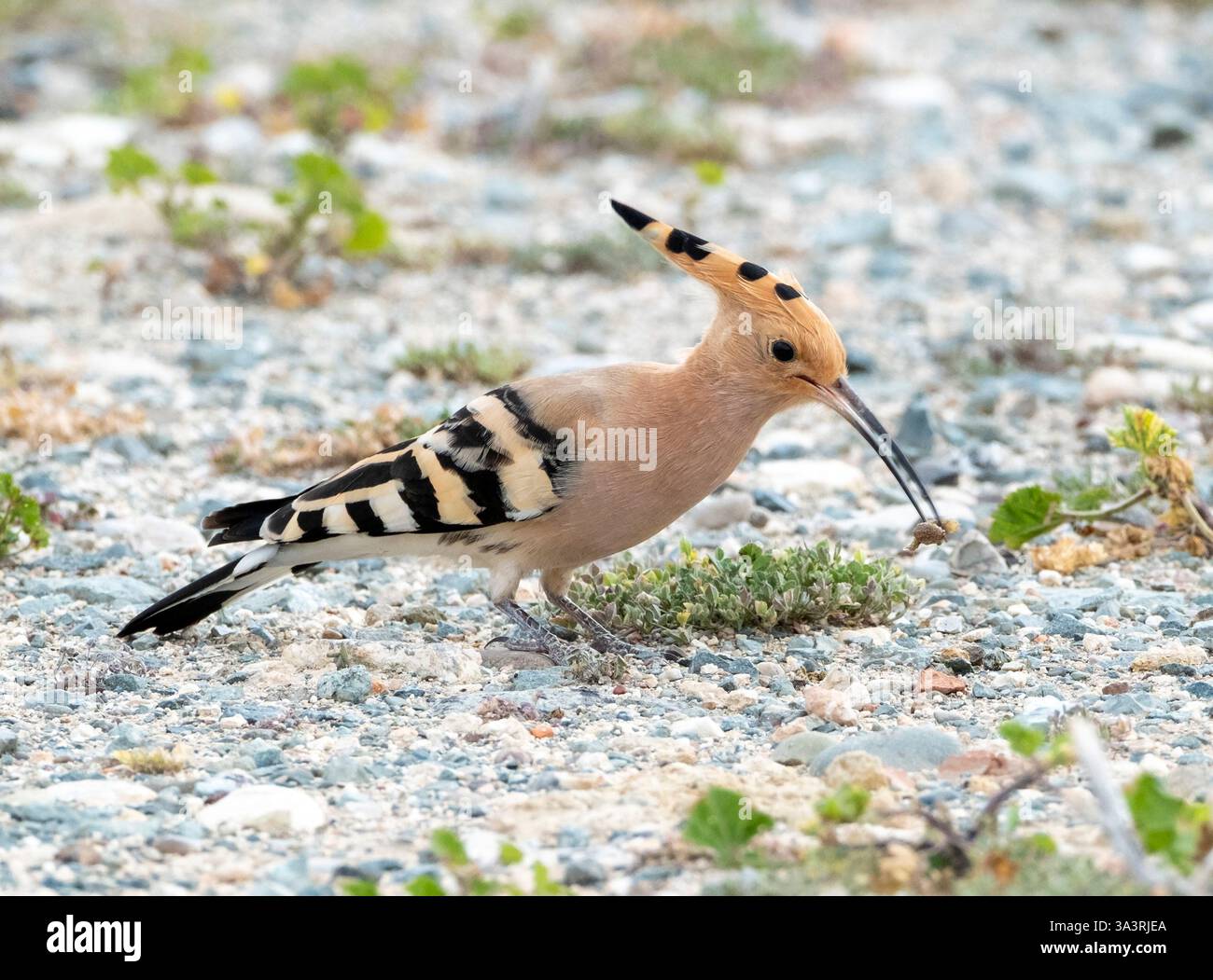 Eurasian hoopoe (Upupa epops) feeding on snails, Kouklia, Cyprus Stock ...