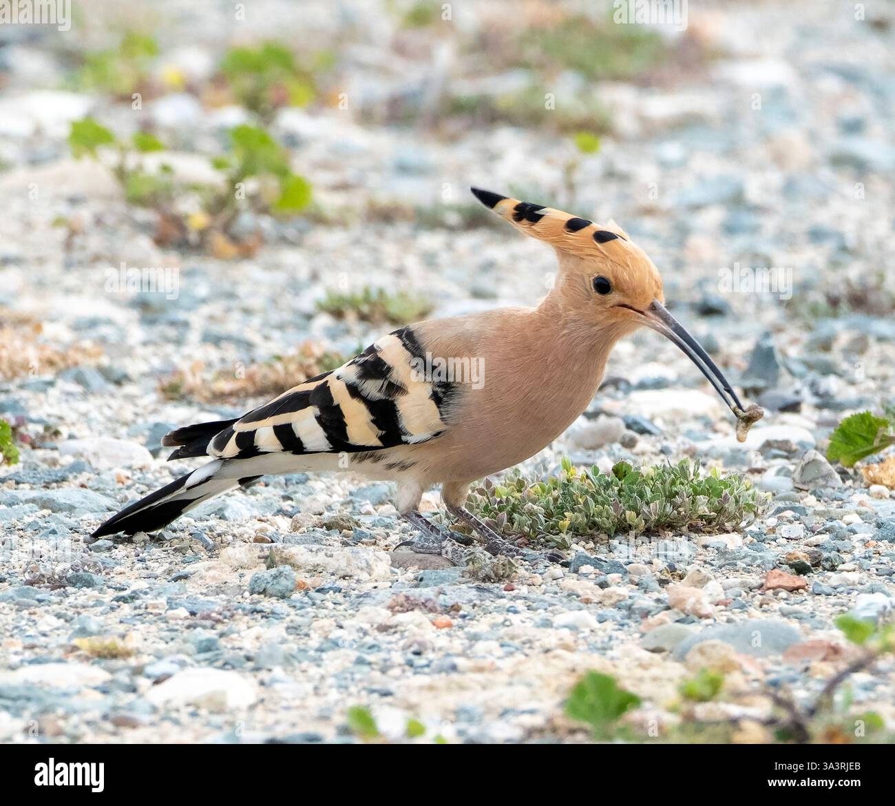 Eurasian hoopoe (Upupa epops) feeding on snails, Kouklia, Cyprus Stock ...
