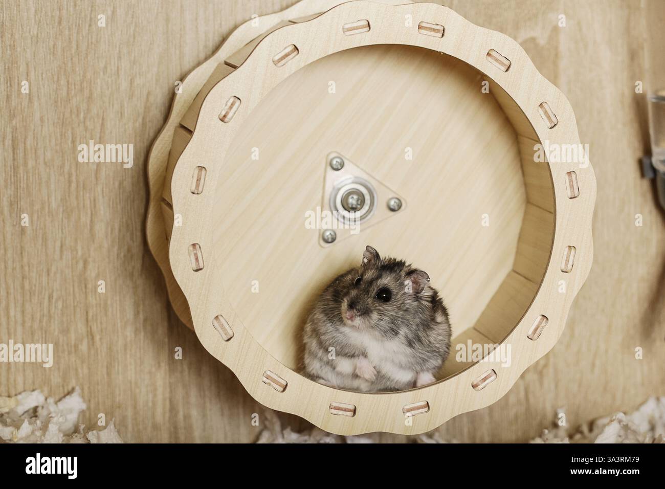 Wooden Spinner Wheel For Pet Mice and Dwarf Hamsters Stock Photo - Alamy