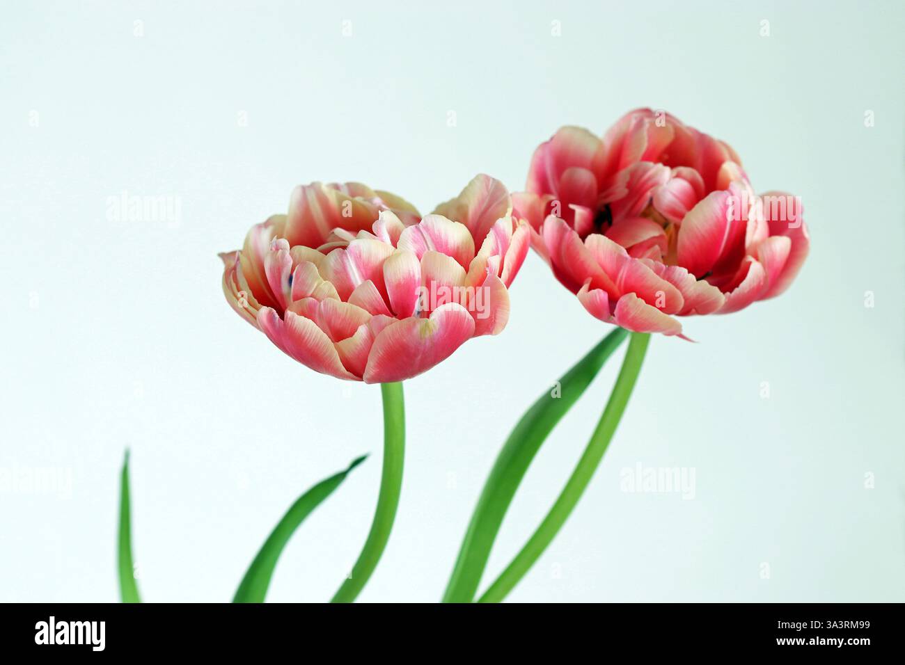 Two bright pink double peony tulips with cream petal edges stand side ...