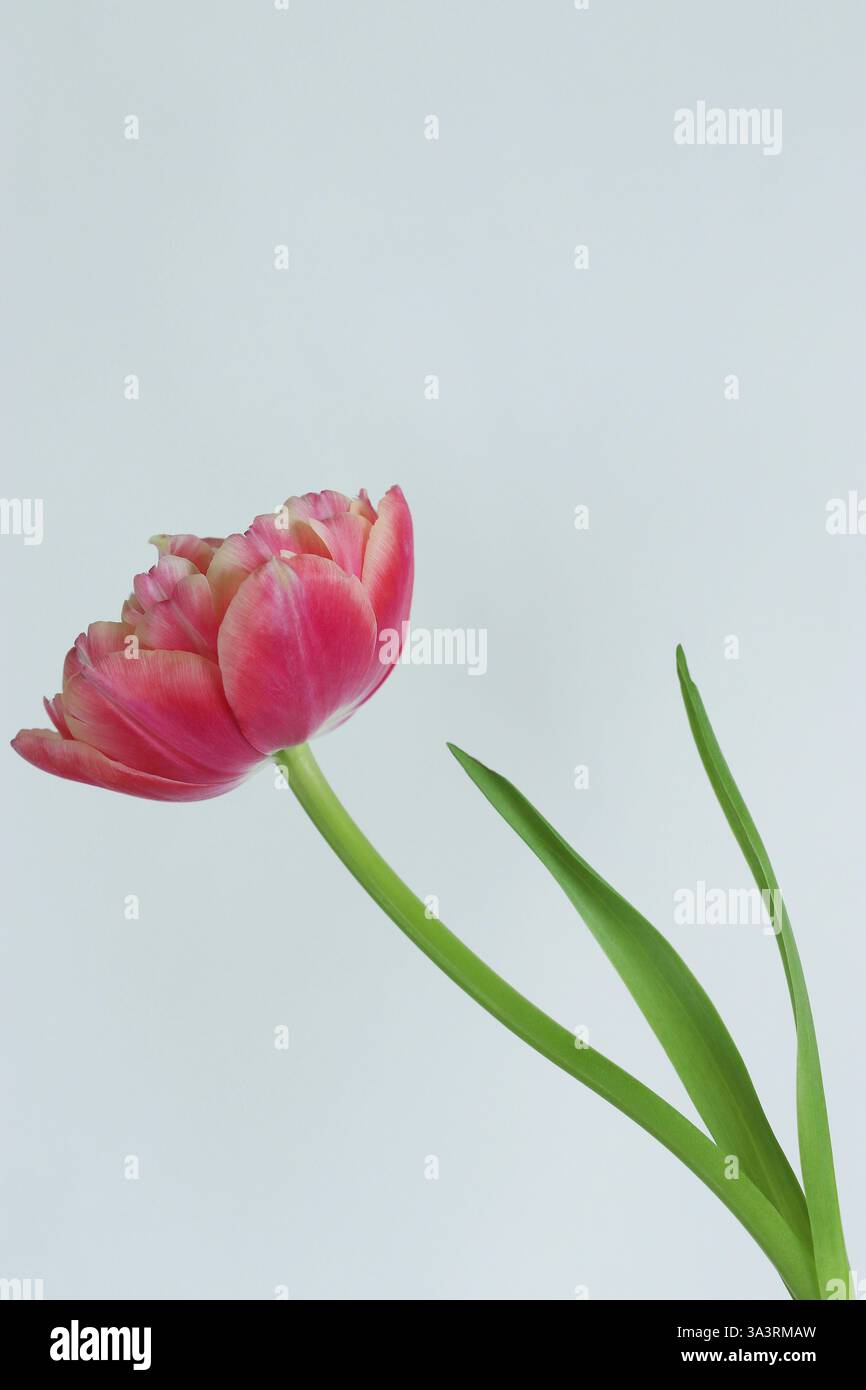 A single pink double peony tulip bending on its stem, ruffled petals ...