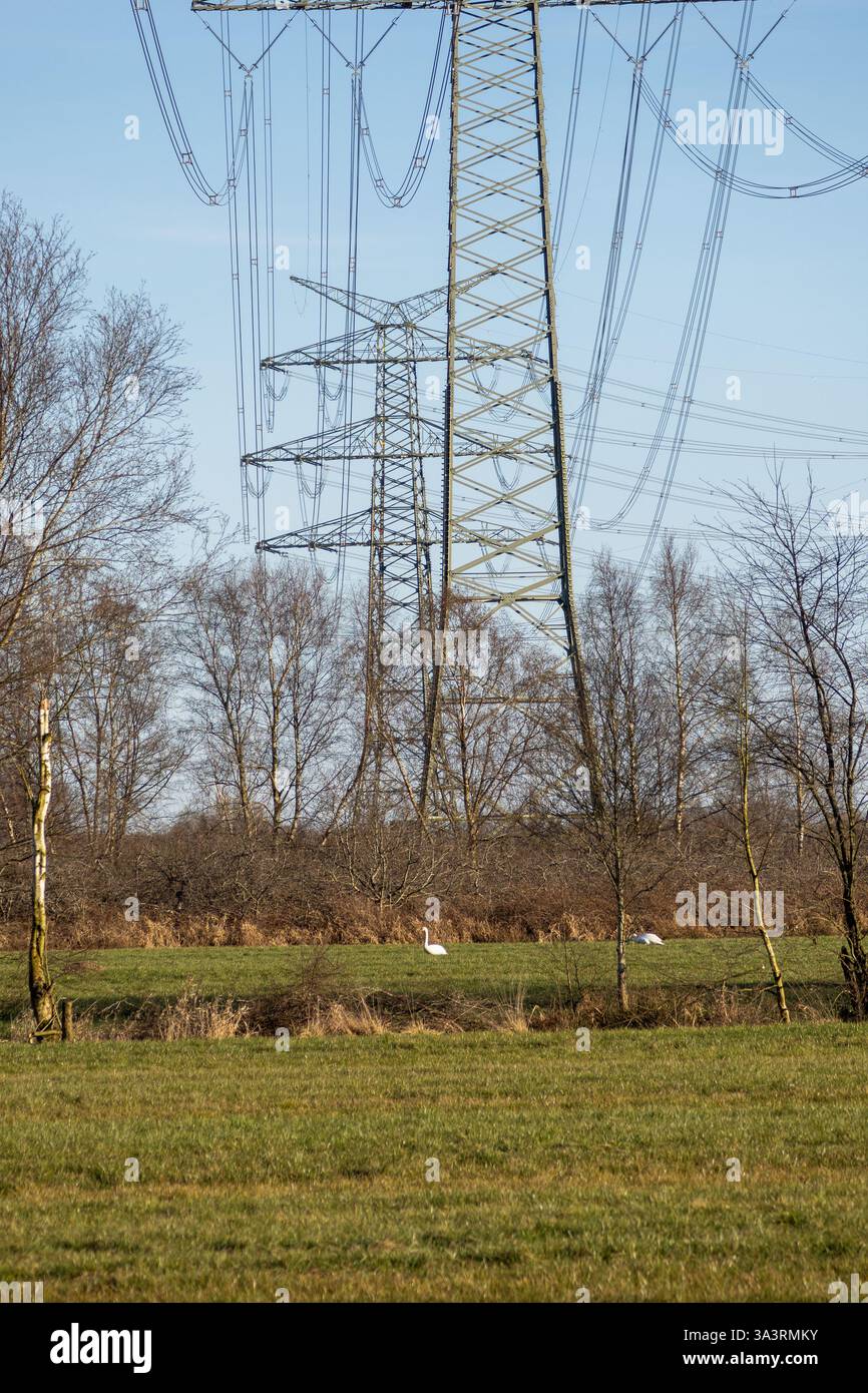 High-Voltage Power Lines Crossing Green Field with Swans Stock Photo ...