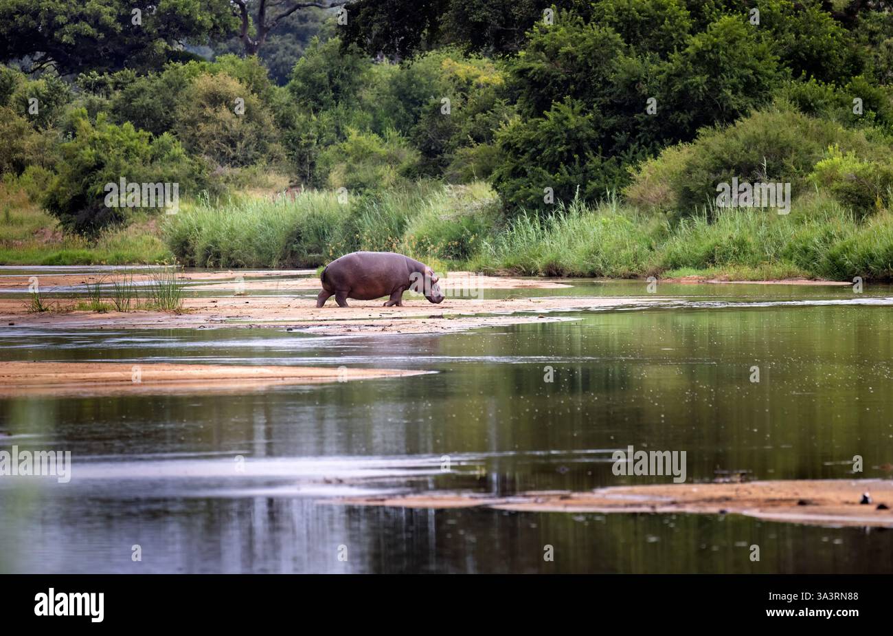 A hippopotamus amphibius standing in water in Sand River, Sabi Sand ...