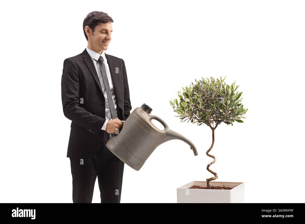 Businessman watering a small olive tree isolated on white background ...
