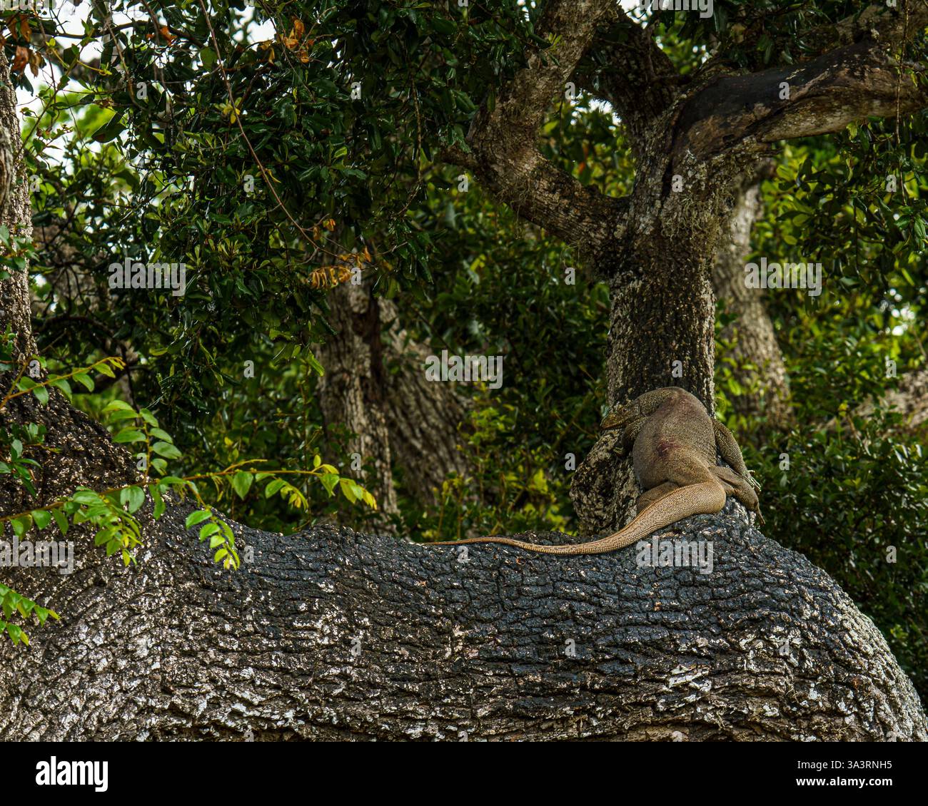 The image features an Indian monitor lizard (Varanus bengalensis ...