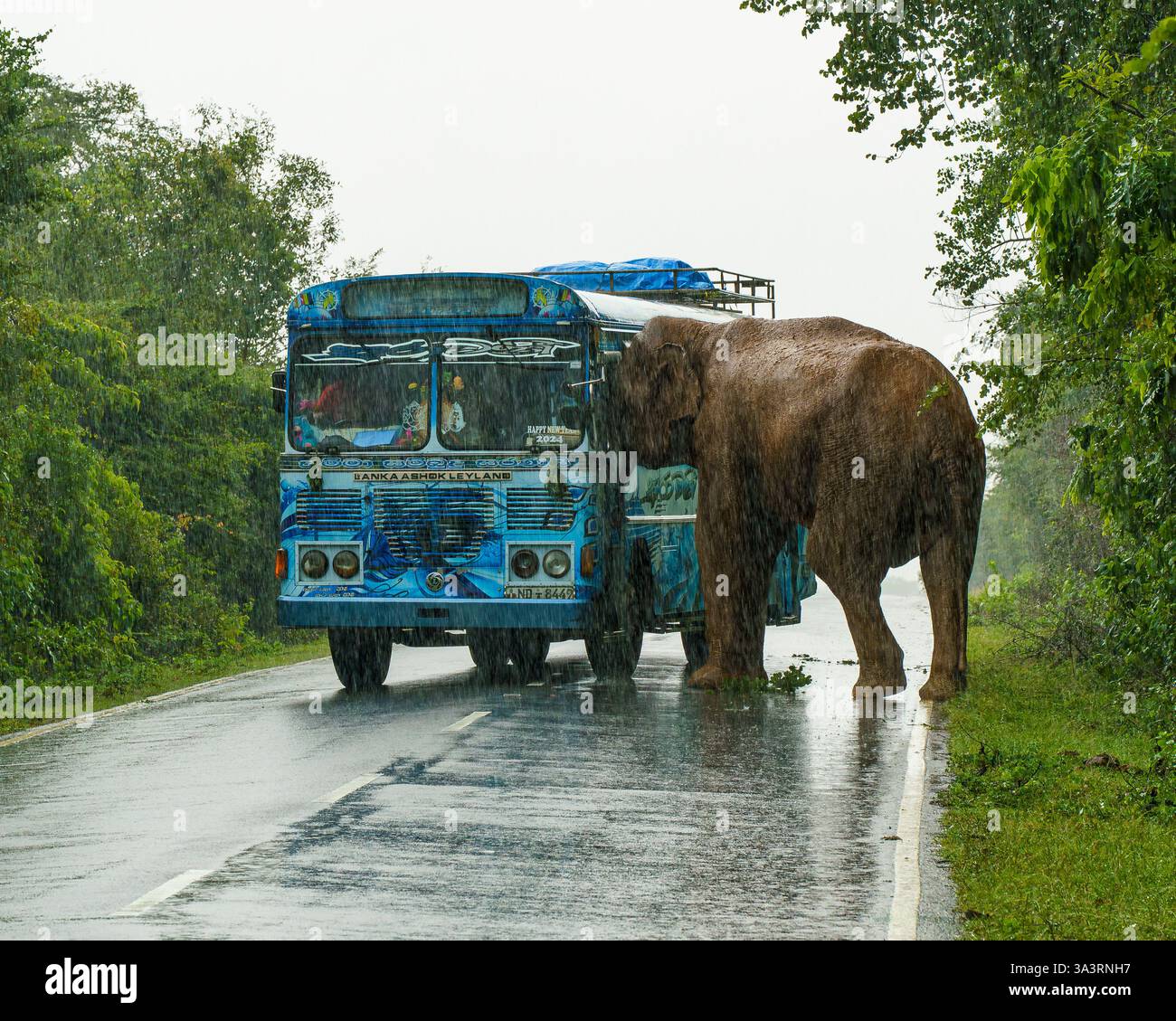 The image captures a dramatic moment as a Sri Lankan elephant (Elephas ...