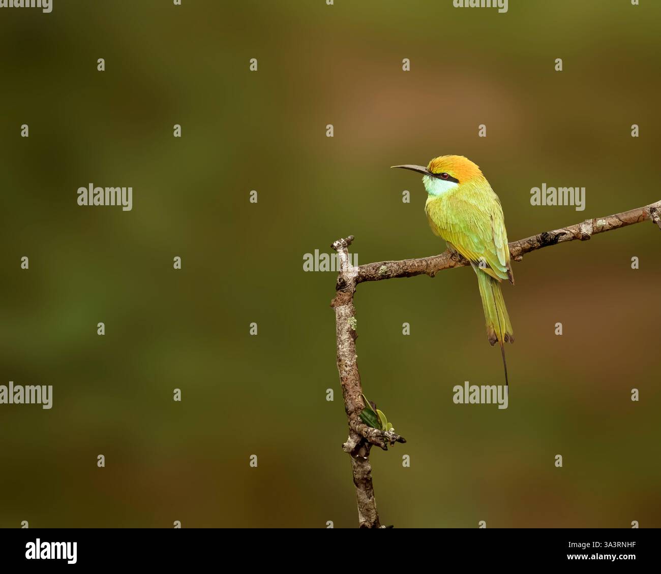 The image features a green bee-eater (Merops orientalis) perched on a ...
