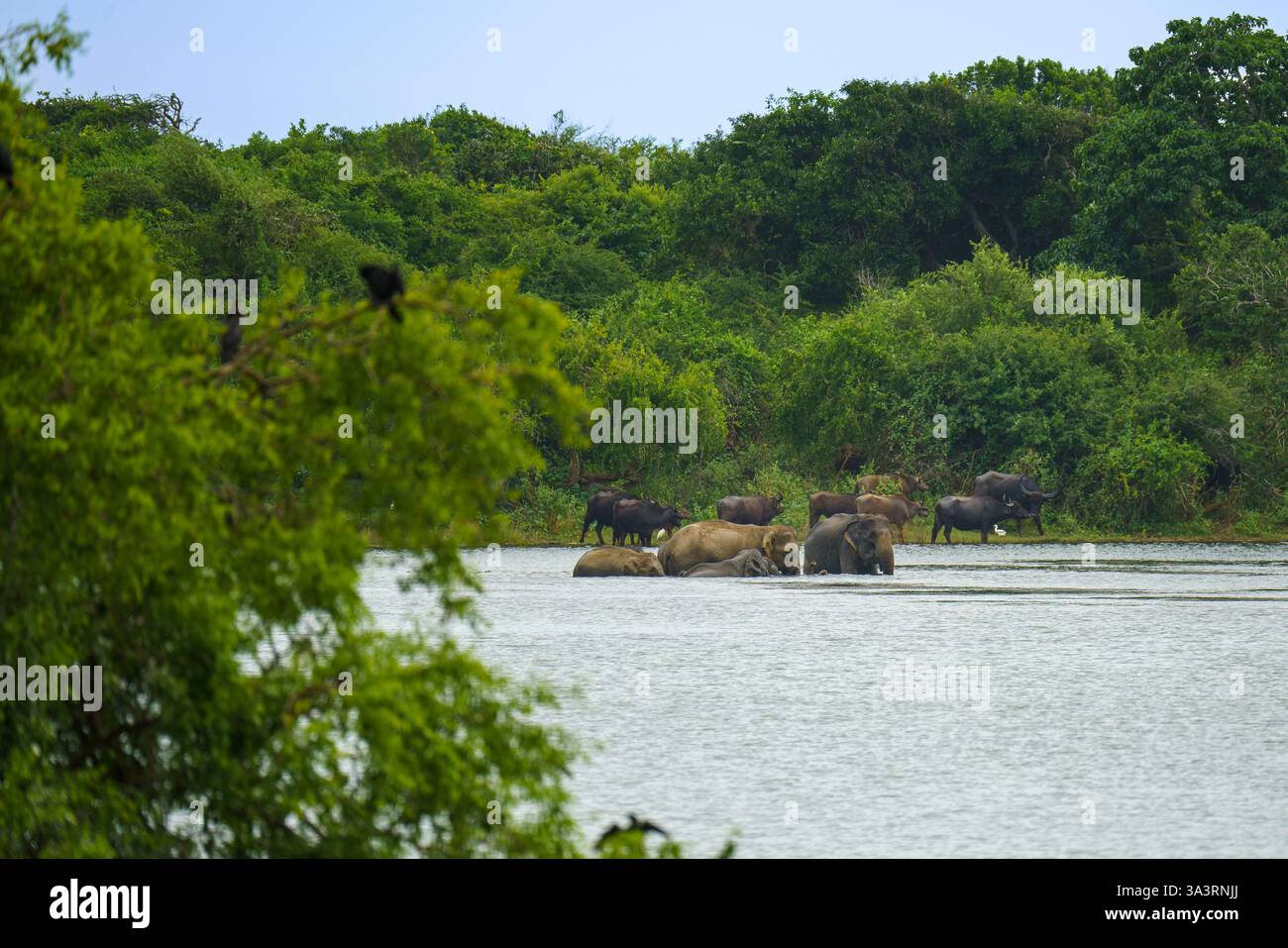 The image captures Sri Lankan elephants (Elephas maximus maximus) and ...