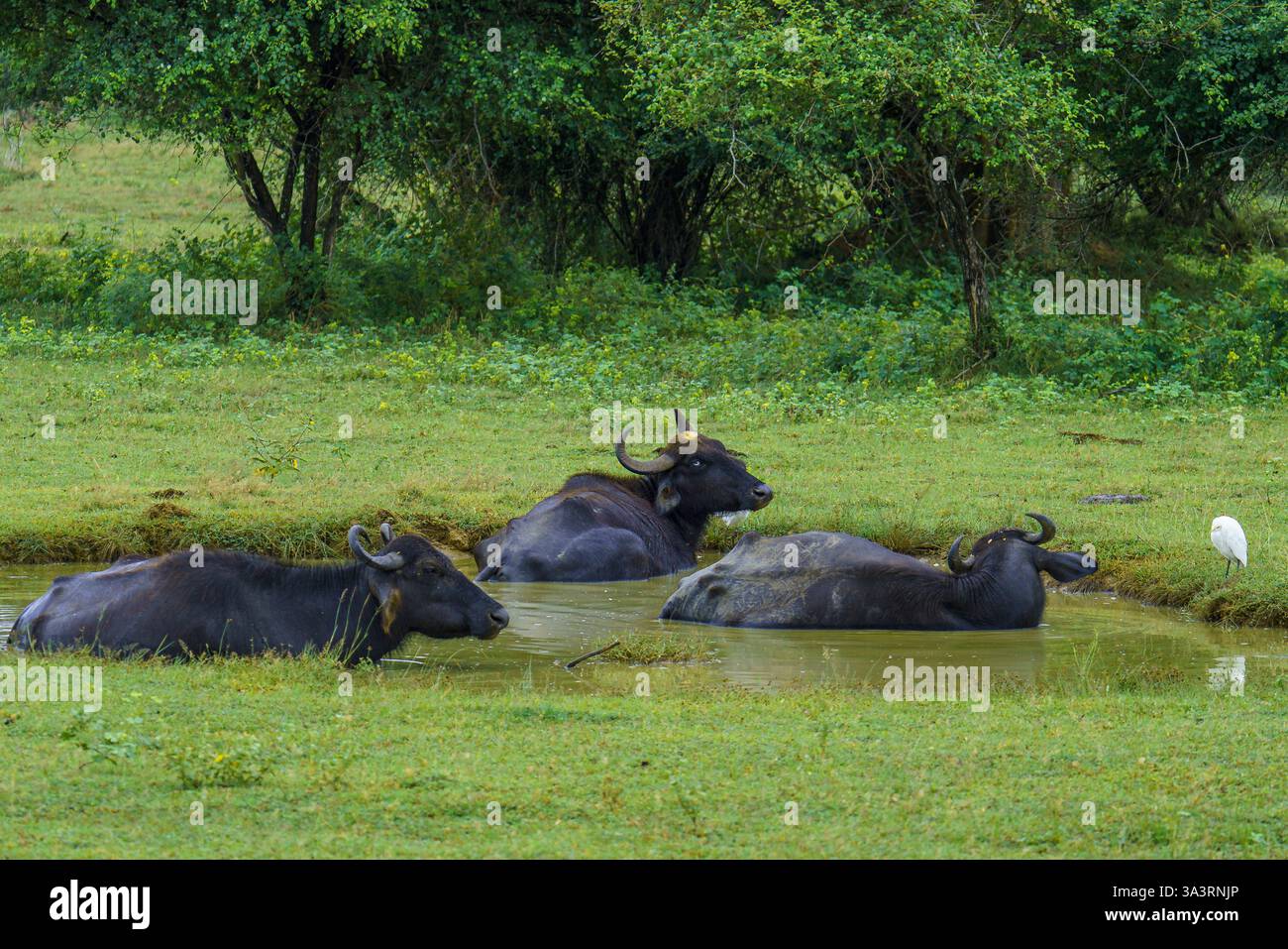 The image captures wild water buffalo (Bubalus arnee) cooling off in a ...