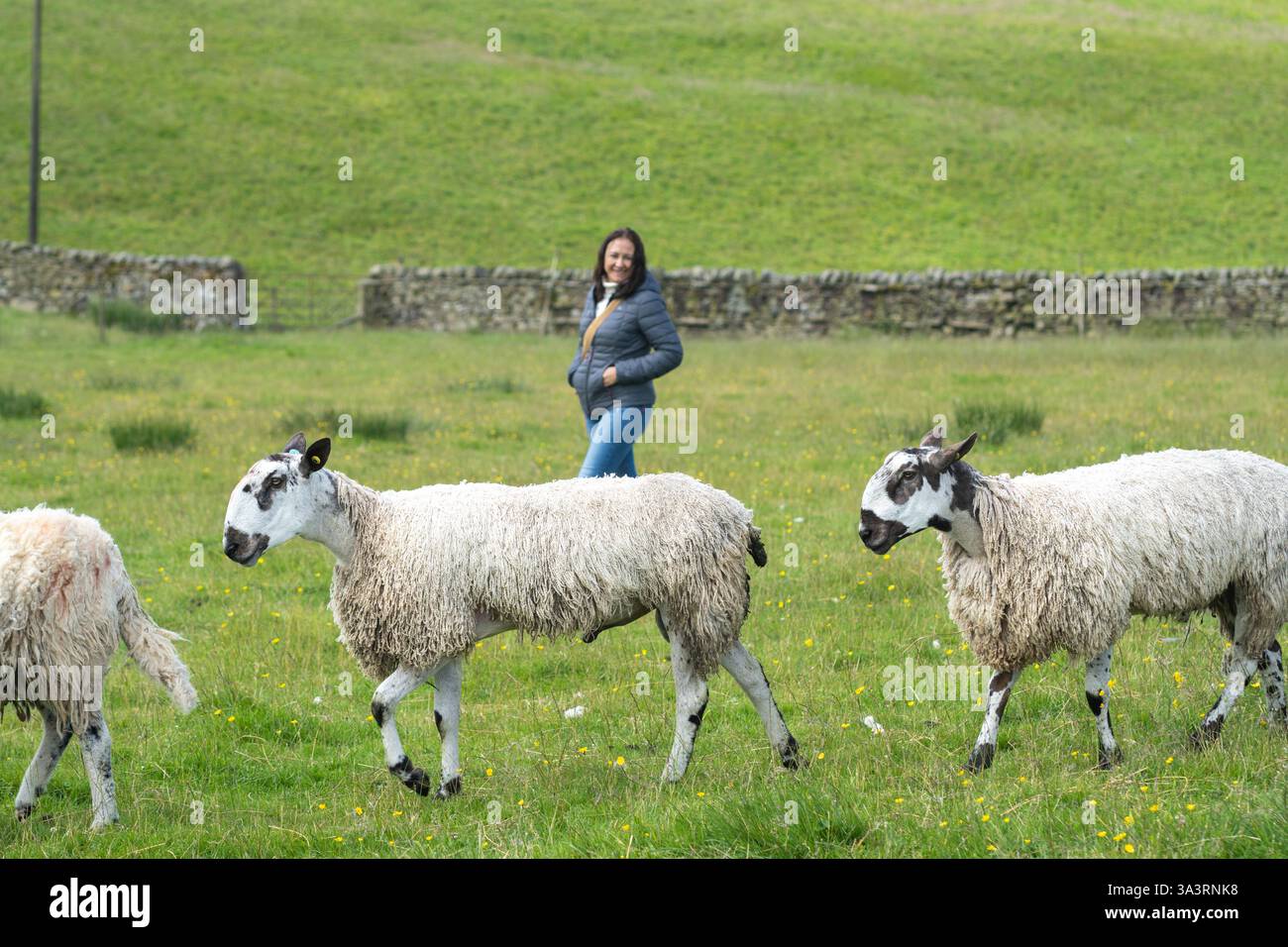 Bluefaced leicester sheep hi-res stock photography and images - Alamy