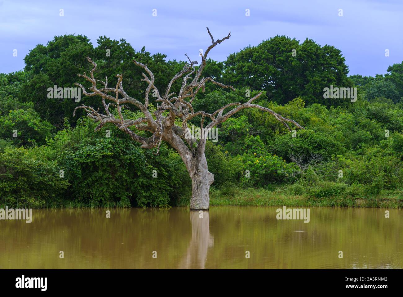 Serene landscape features twisted hi-res stock photography and images ...