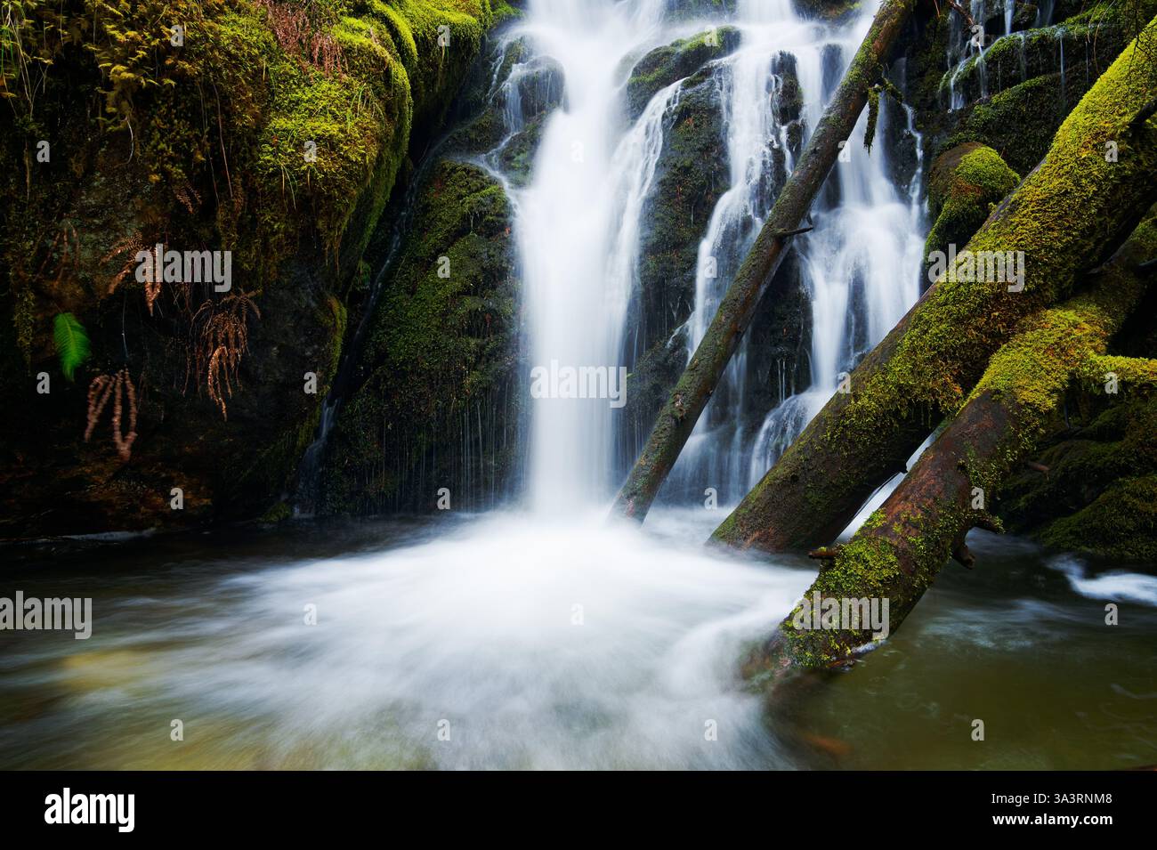 Mossy waterfall and logs, near Cascade River, North Cascade Mountains ...