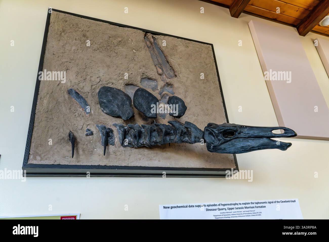 Cast the of skull of a stegosaurus on display at the visitors center at ...