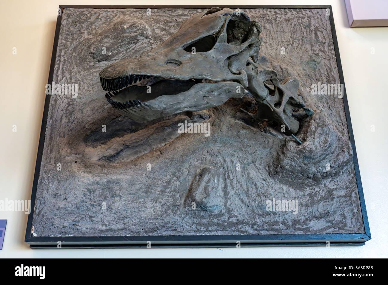 Cast the of skull of a Diplodocus on display at the visitors center at ...