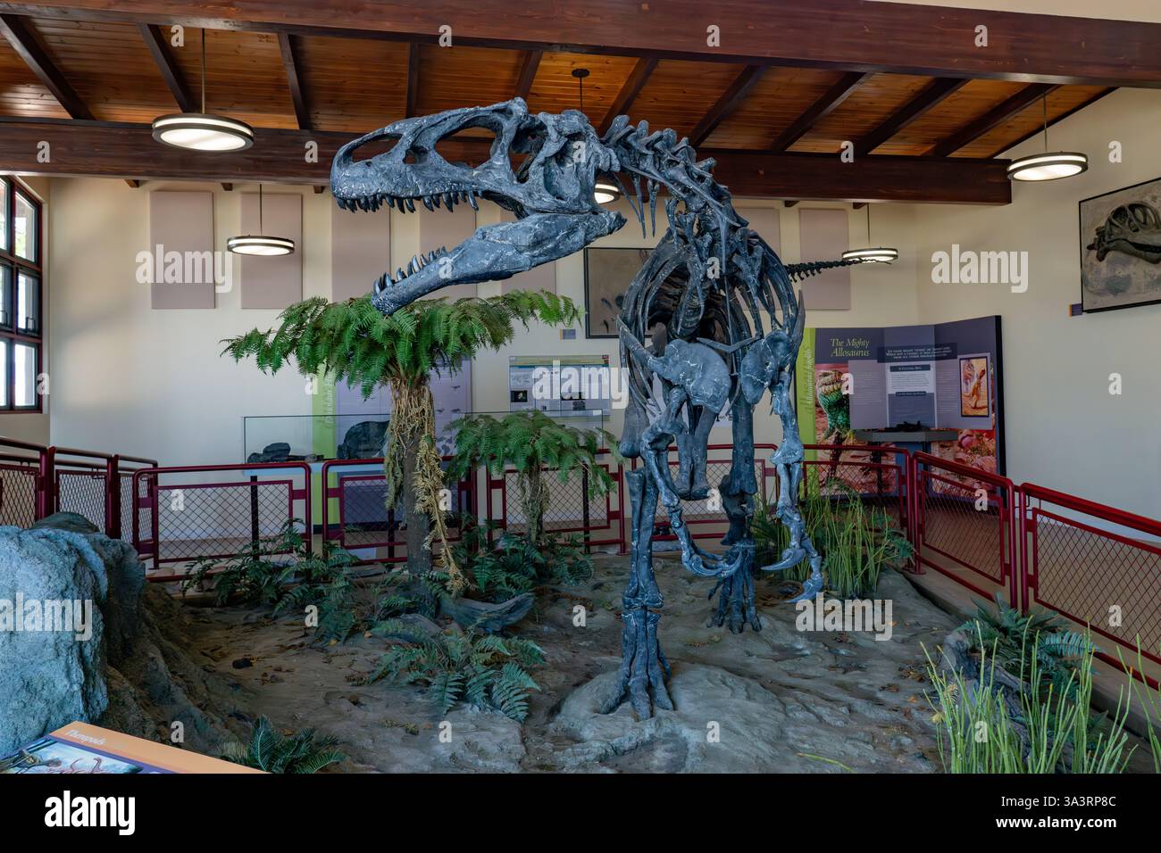 Cast of the skeleton of an allosaurus dinosaur on display in the ...